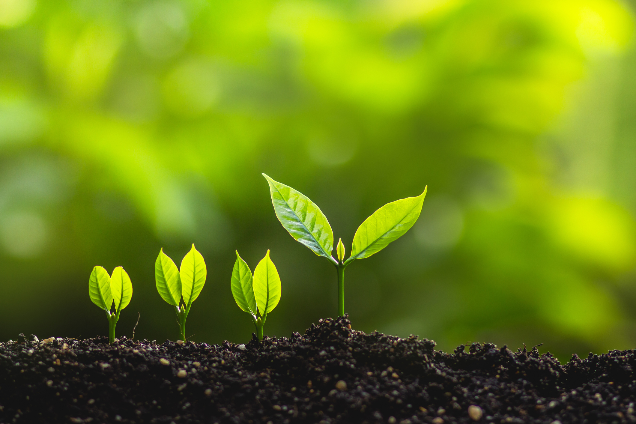 2020 – International Year of Plant Health (infographic) | Infogram