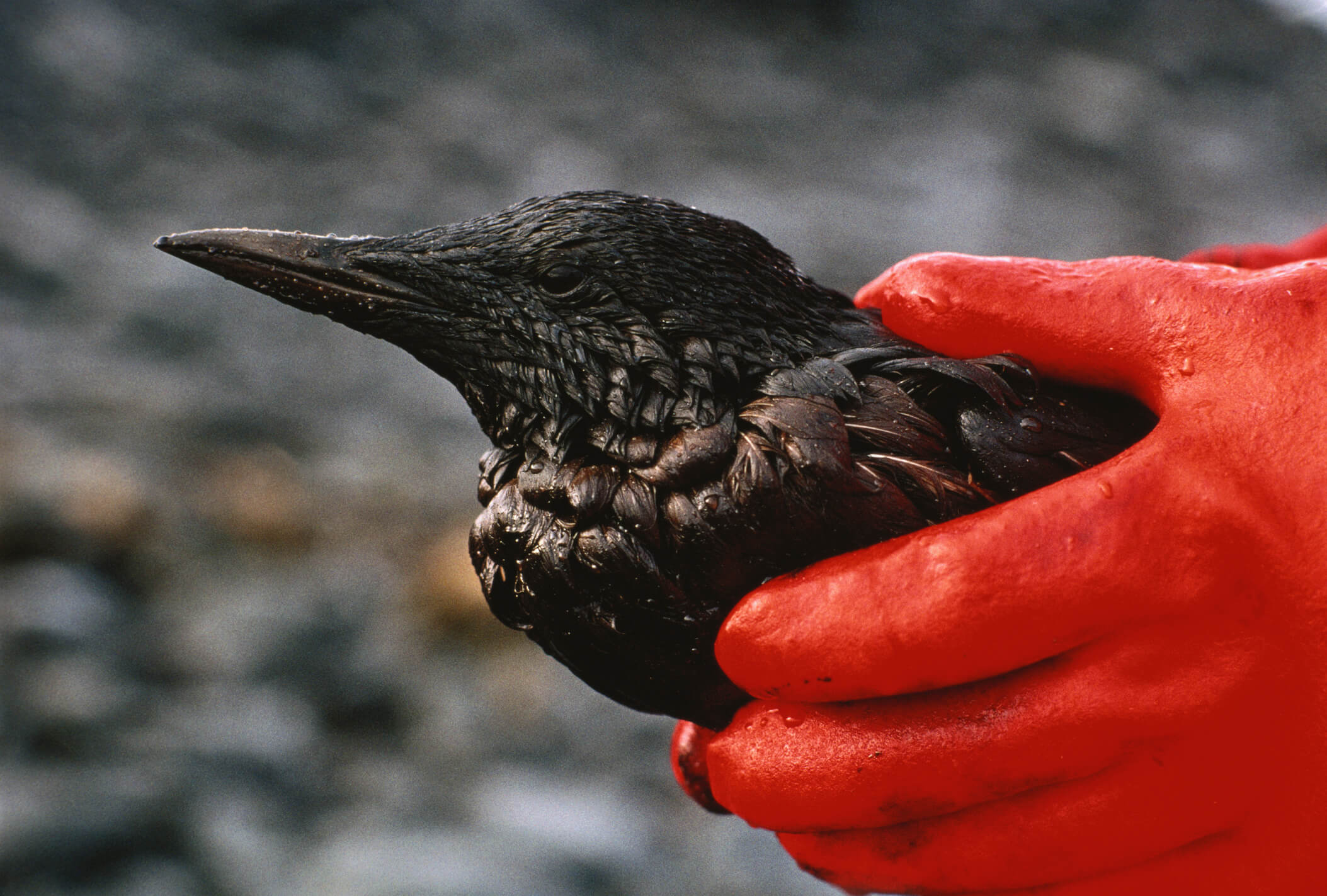 10 years since the Deepwater Horizon oil spill (infographic) | Infogram